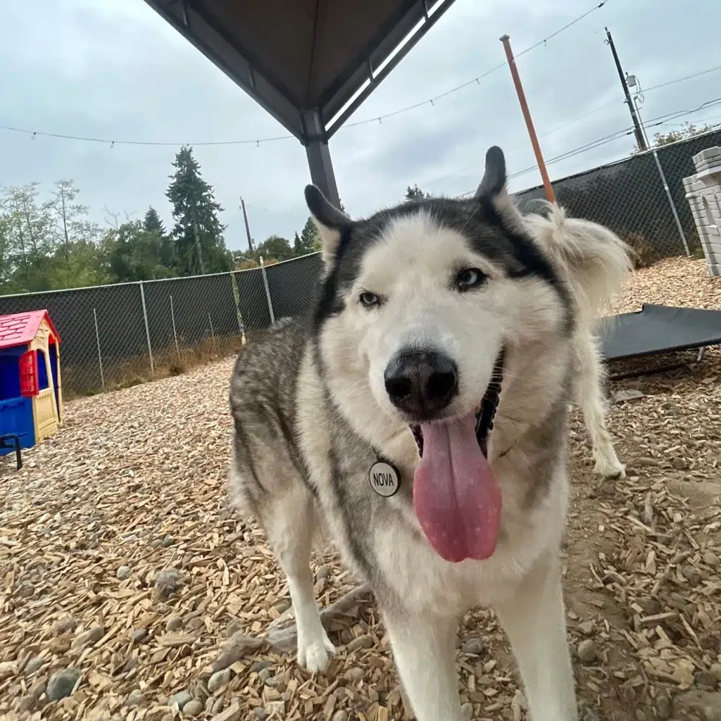 Airport Cargo Dog Pick-Up & Boarding at SeaTac | All Barks Hotel